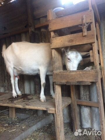 Молочные козы