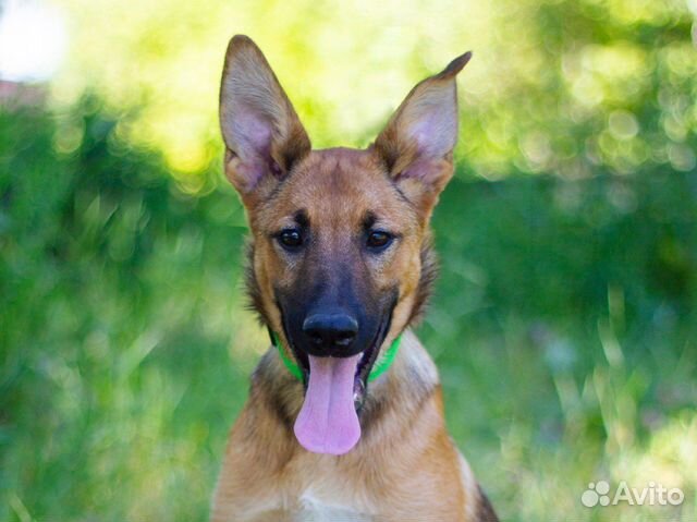 Ищем для Малинки хозяина