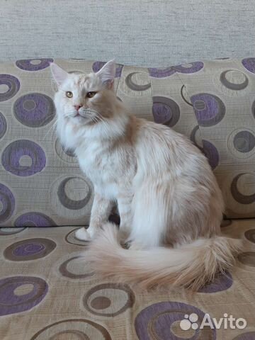 Котик мэйн кун