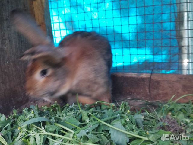 Продам кролика