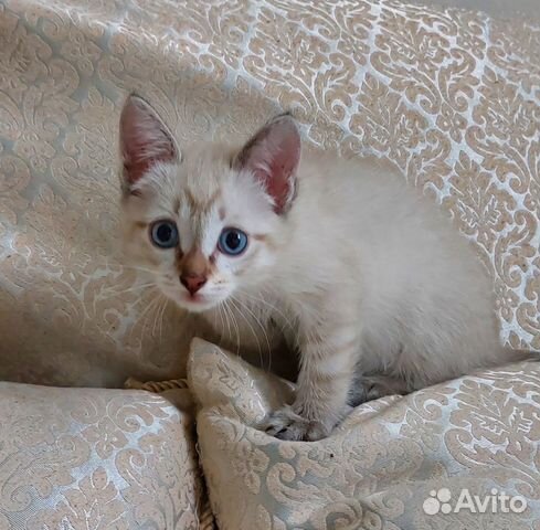 Котенок голубоглазый