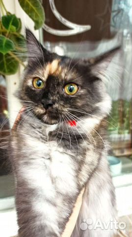 Мелисса кошка отдам в добрые руки