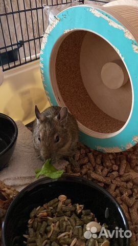 Дегу с клеткой и кормом