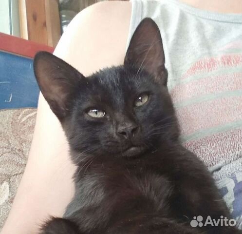 Черный кот, котенок мальчик,2,5 месяца