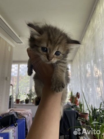 Кошка