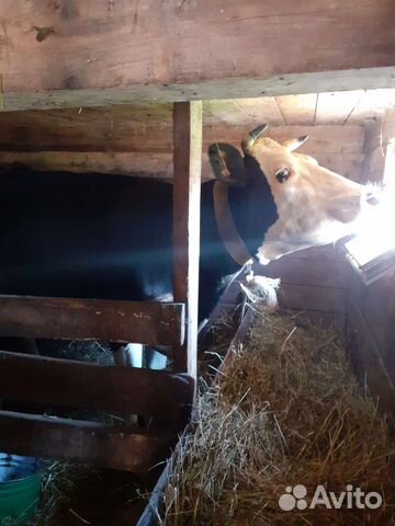 Продается корова