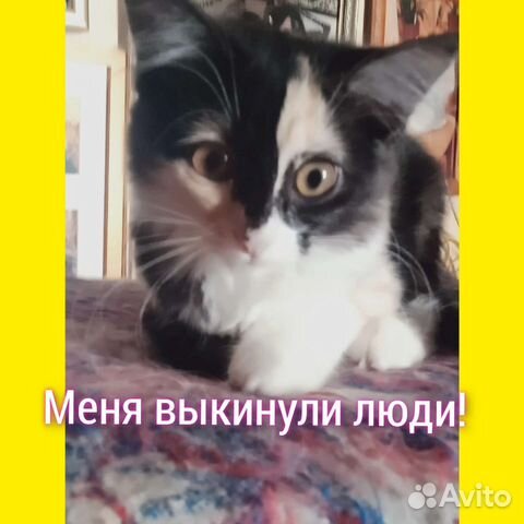 Котенок
