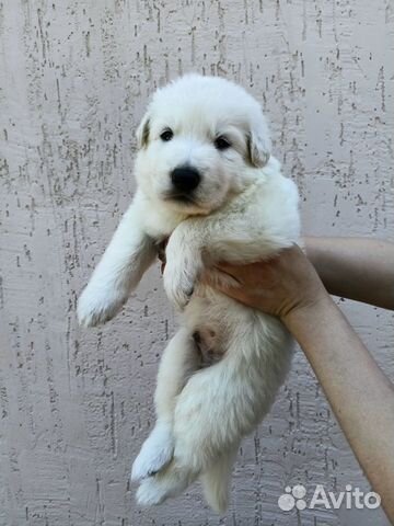 Белая швейцарская овчарка