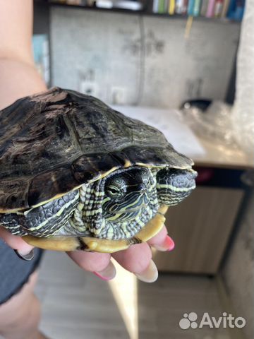 Черепаха красноухая