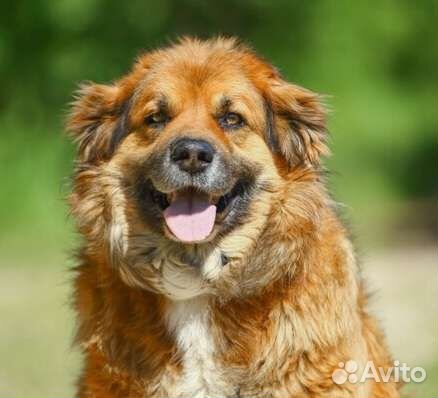 Добродушный медвежонок ждёт Вас в приюте