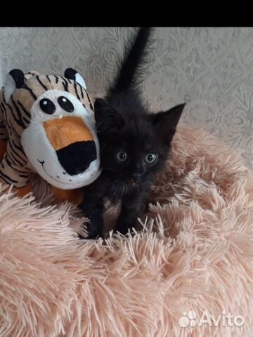 Котенок