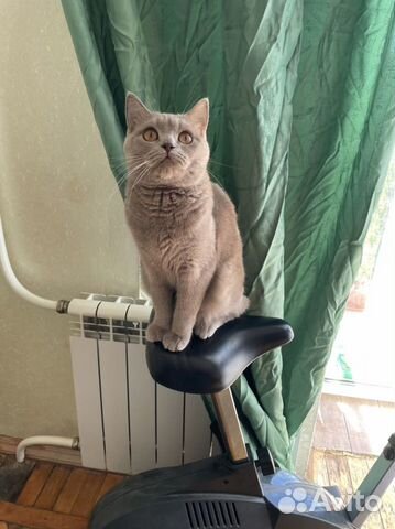 Кот на вязку