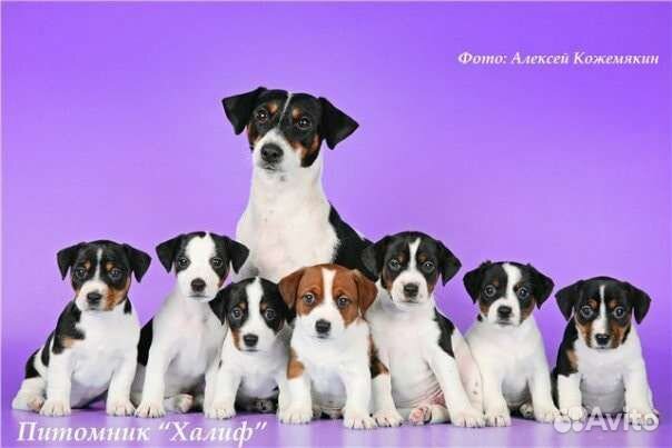 Щенки джек Рассел терьер гладкошерстный