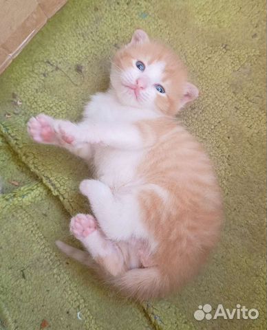 Рыжий котенок