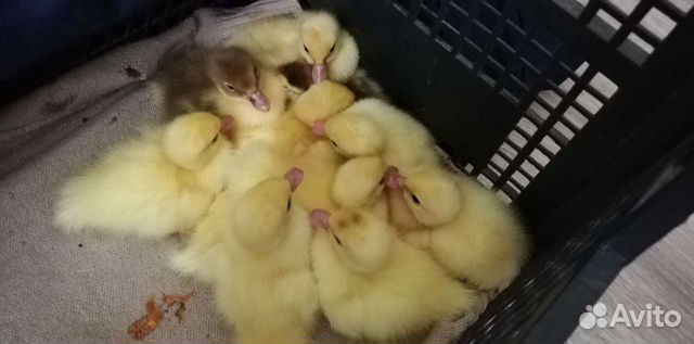 Утята шиптуны