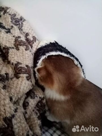 Шотландские вислоухие котята