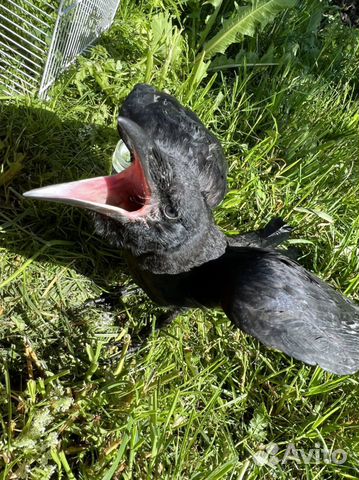 Отдам бесплатно в добрые руки