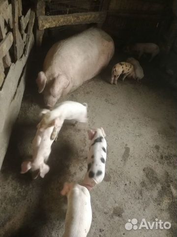 Продажа поросят