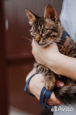 Полосатый котик ищет дом