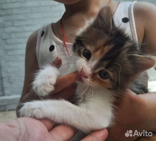 Котенок кошечка трех цветка