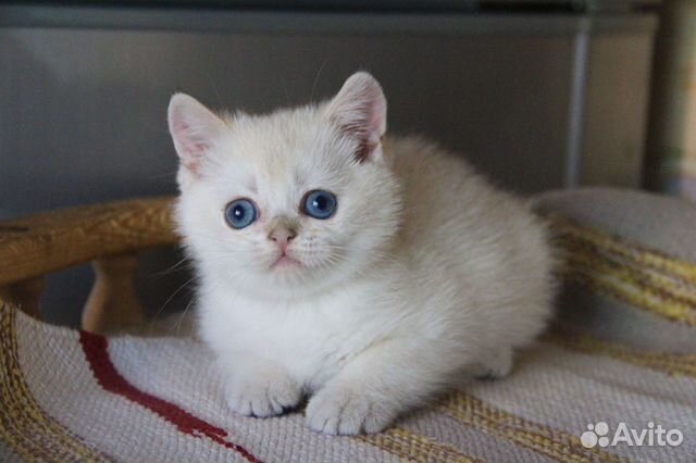 Незабудка - синеглазая золотая колорочка