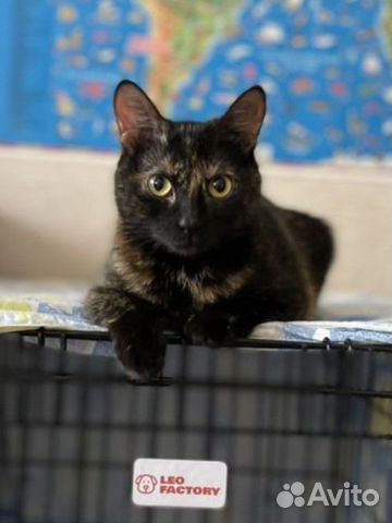 Трехцветная кошка