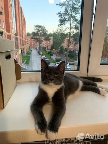 Кошка