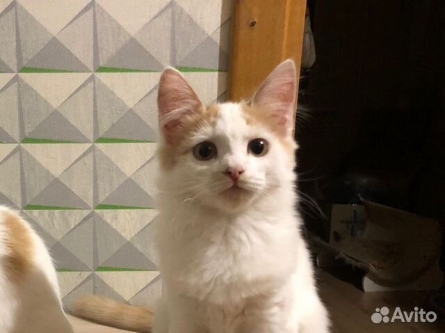 Непоседа Дейзи в добрые руки дар бесплатно