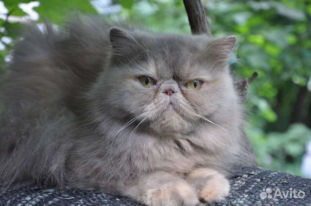 Персидская кошечка
