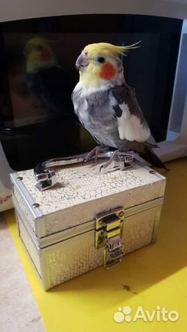 Попугай корелла самец