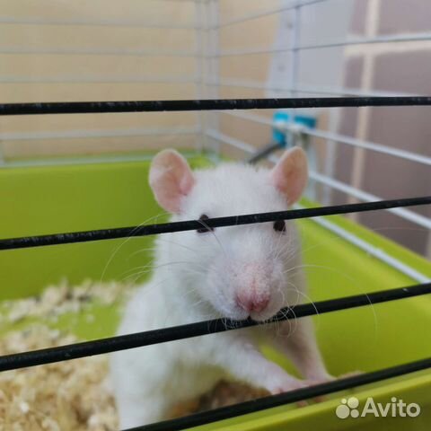 Крыса с клеткой