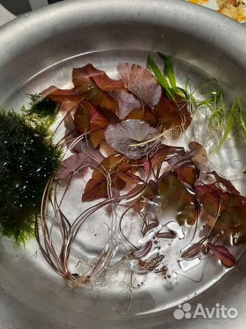 Аквариумные растения. Нимфея