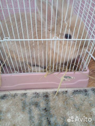 Отлам бесплатно декоративного кролика.(мальчик)