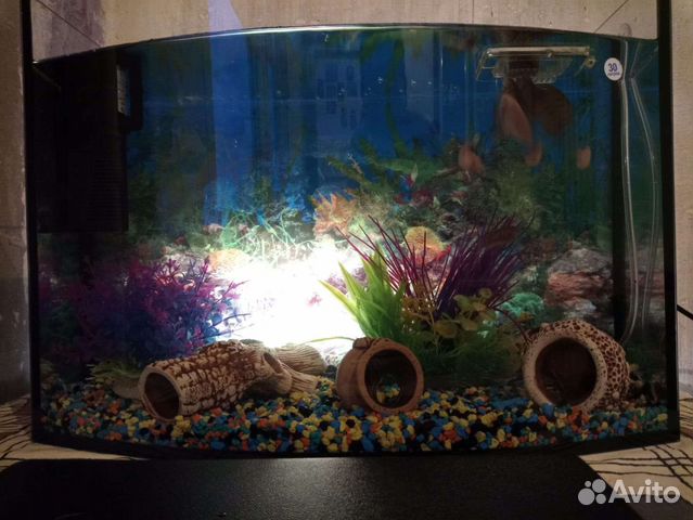 Аквариумные рыбки