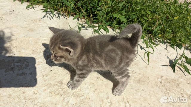 Котёнок бесплатно