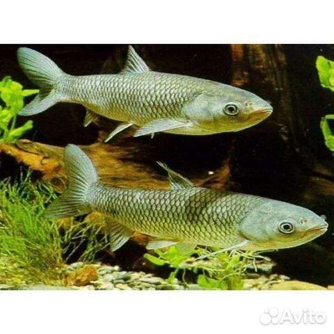 Амур белый поедает водоросли