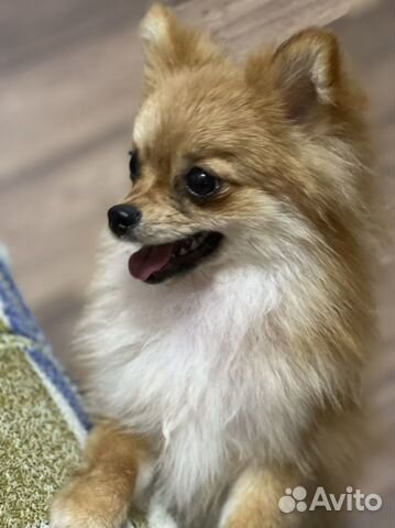 Померанский шпиц девочка