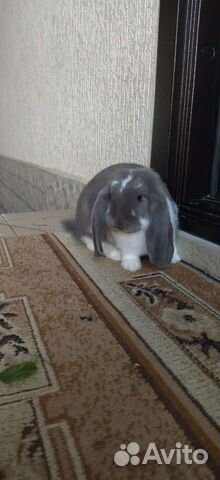 Кролики мясных пород