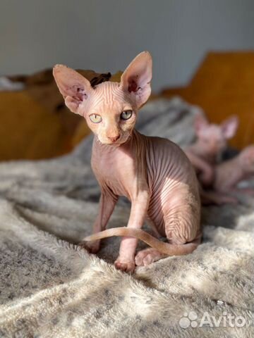 Канадский сфинкс котята