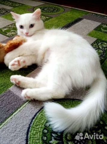 Лукерья ищет дом