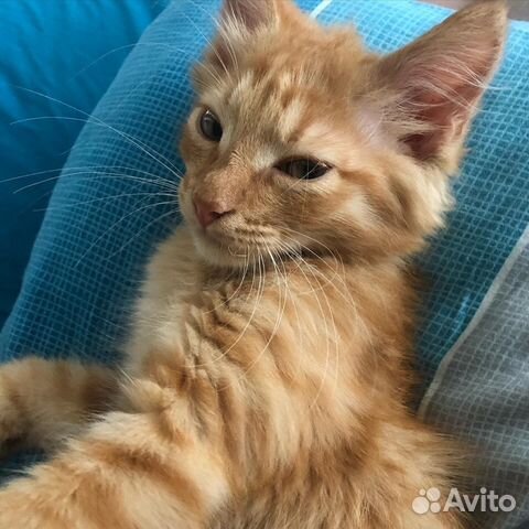 Котенок рыжий мальчик