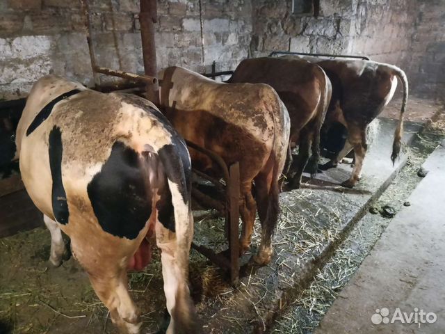 Быки на мясо