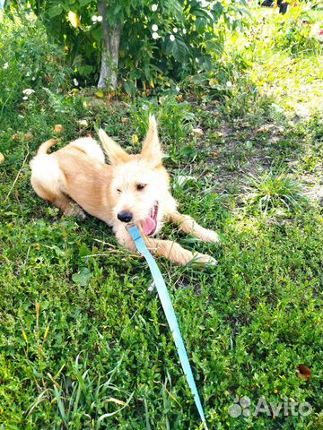 Щенок в добрые руки бесплатно