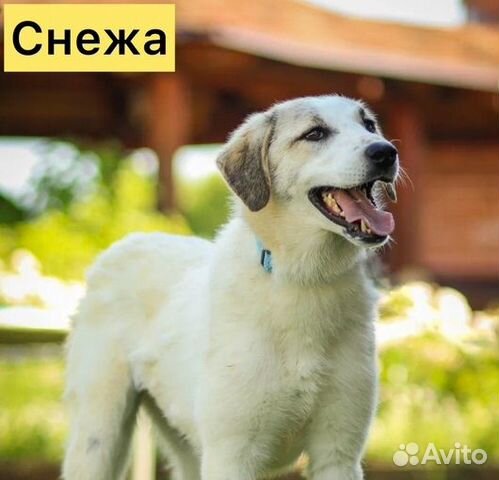 Щенок лабрадора Снежа в добрые руки