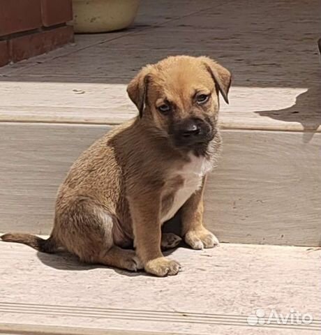 Отдам в хорошие руки щенков