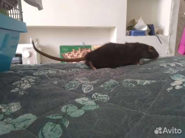 Крысы мальчики бесплатно