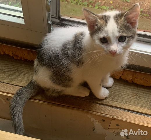 Котенок в добрые руки