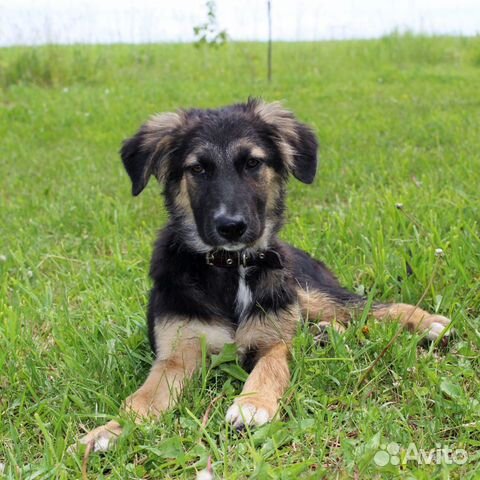 Ищем дом для Джека