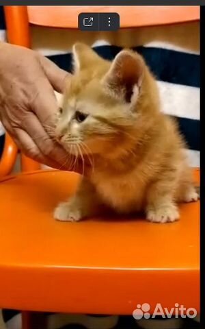 Рыжая маленькая девочка. 1,5 мес ищем дом