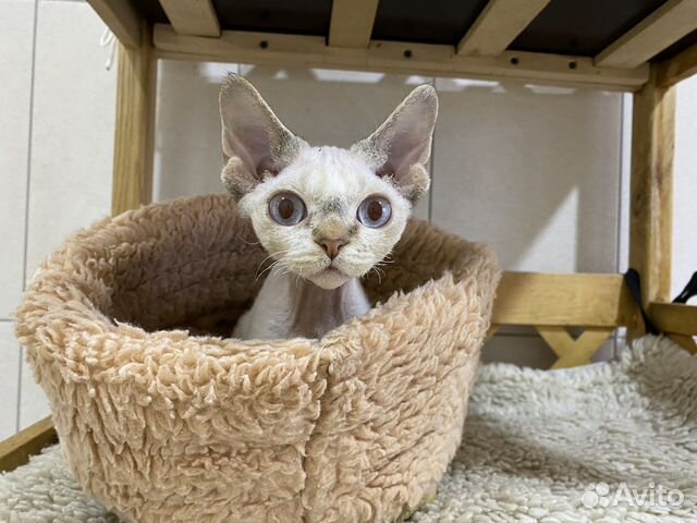 Девон-рекс синеглазый Вильям